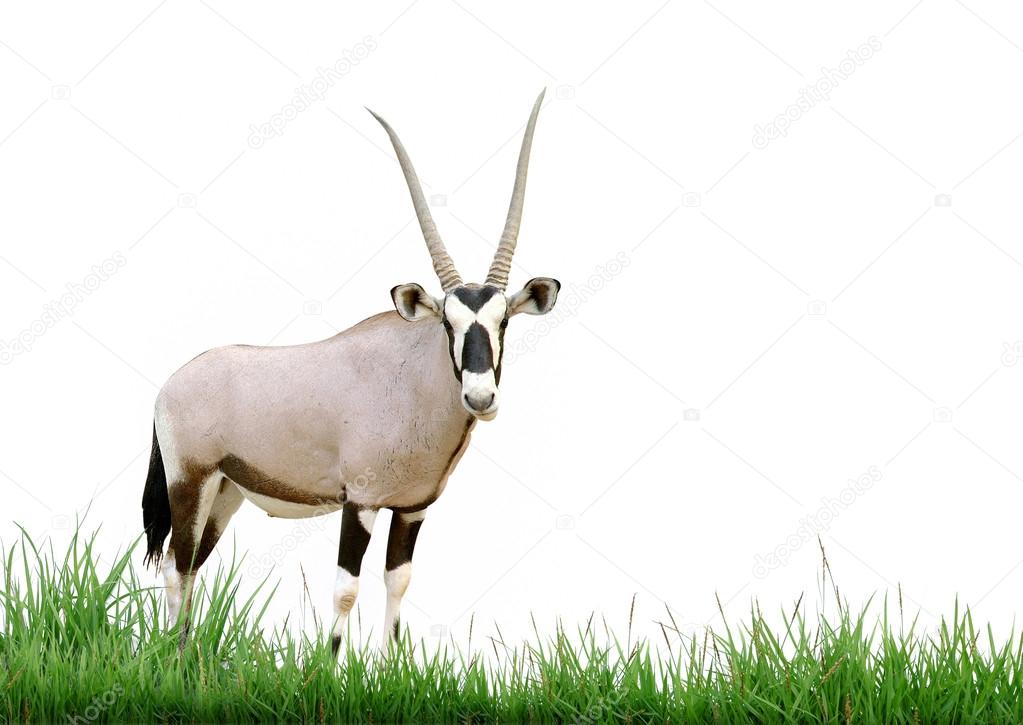 Oryx isolated on white background Stock Photo by ©anankkml 27162923