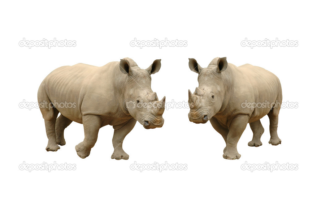 neushoorn geïsoleerd op witte achtergrond — Stockfoto © anankkml #27165101