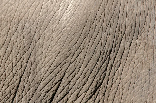 Elephant skin - Stock Image - Everypixel