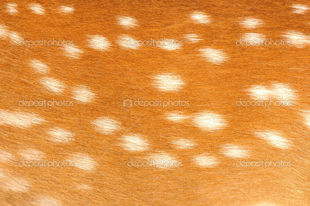 Deer Fur Pattern