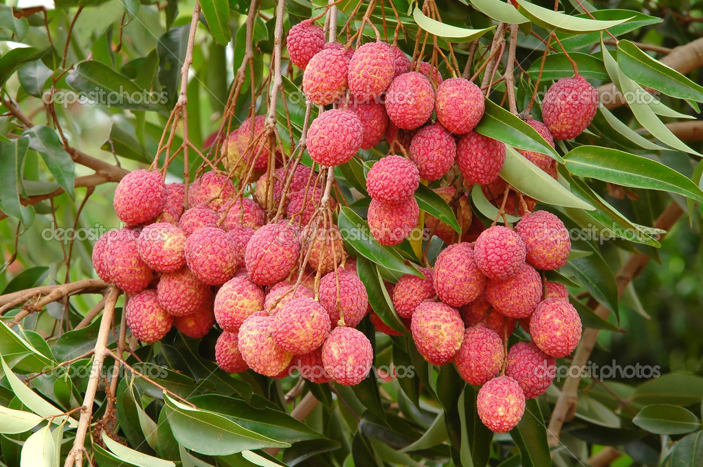 Fresh lychi on tree Stock Photo by ©anankkml 27880921