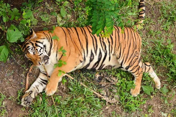 Long tiger Stock Photos, Royalty Free Long tiger Images | Depositphotos