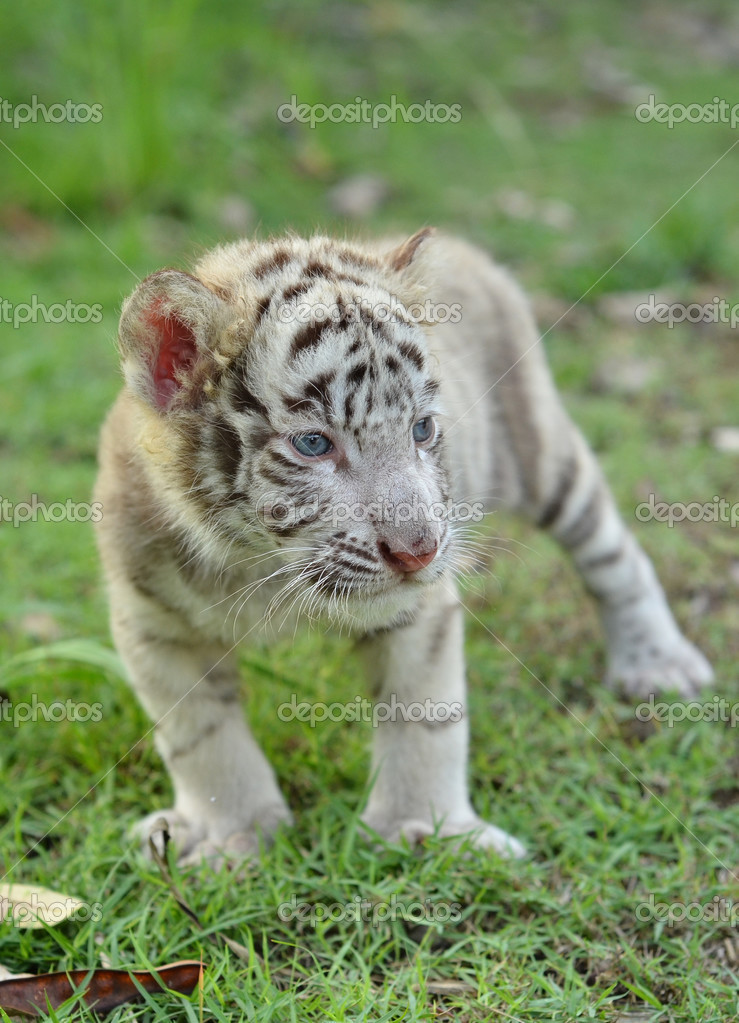 Baby White Bengal Tiger Cubs