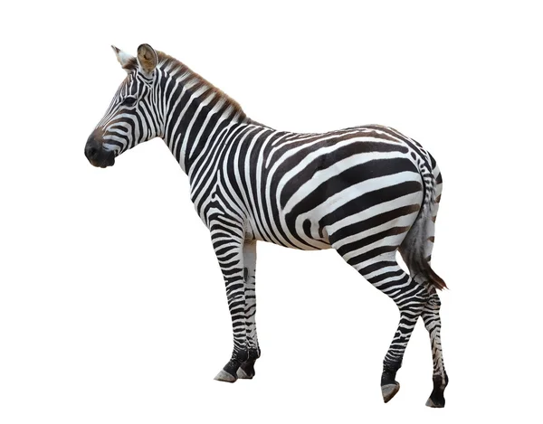 Zebra isolated Stock Photos, Royalty Free Zebra isolated Images ...