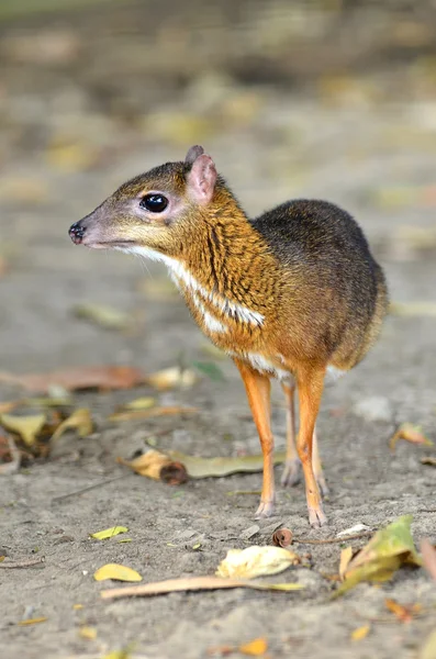 Rediscovering the Mouse Deer: A Lost Species Returns and Inspires Hope ...