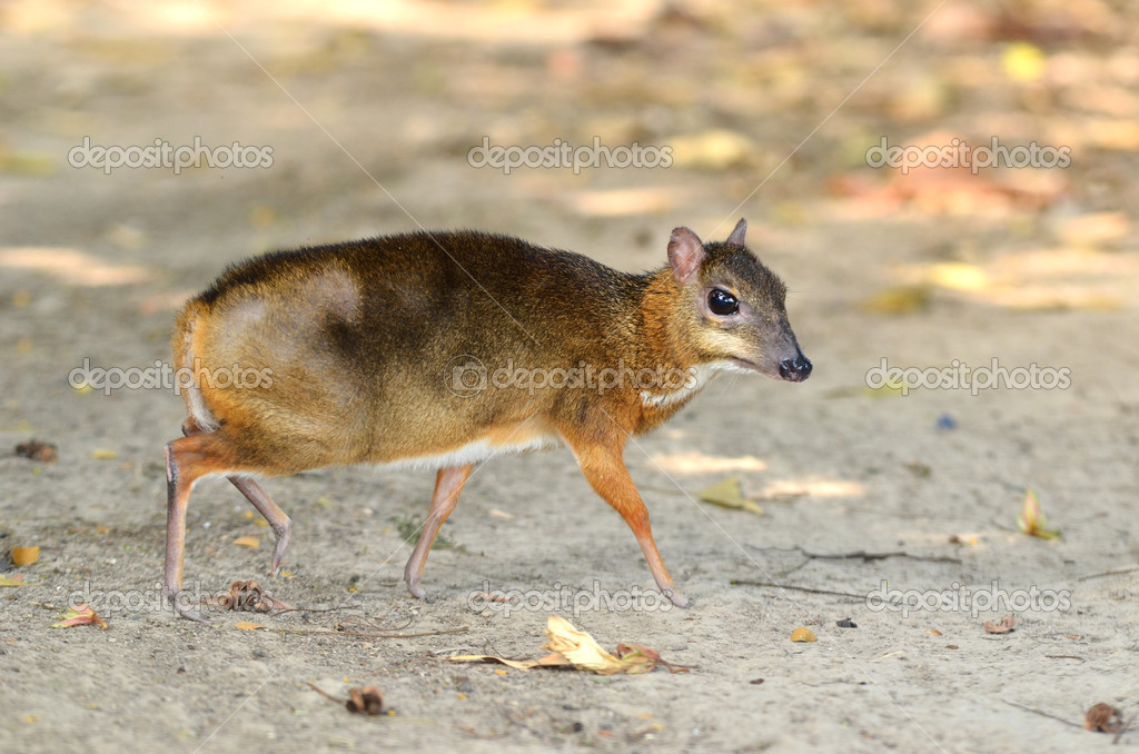 Lesser mouse deer — Stock Photo © anankkml #41862161