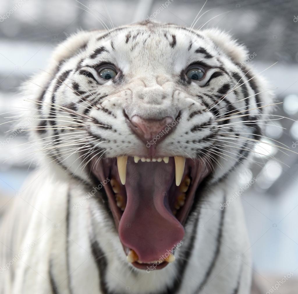 Bengal Tigers Face