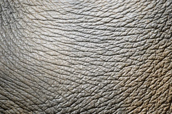 elephant skin — Stock Photo © anankkml #30943125