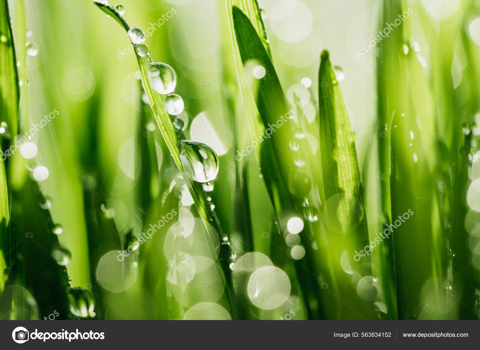 Grass With Dew Backgrounds