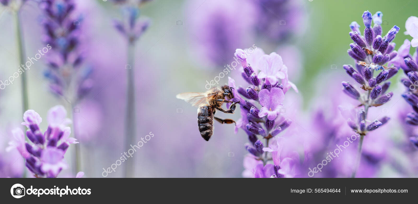 Pollination with bee and lavender with sunshine, sunny lavender. Stock ...