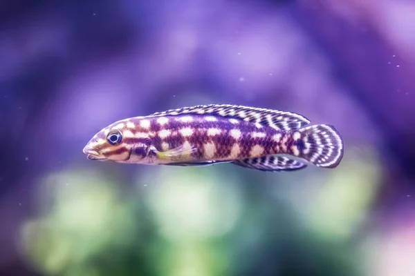 Fotos de El pez borron, Imagens de El pez borron sem royalties ...