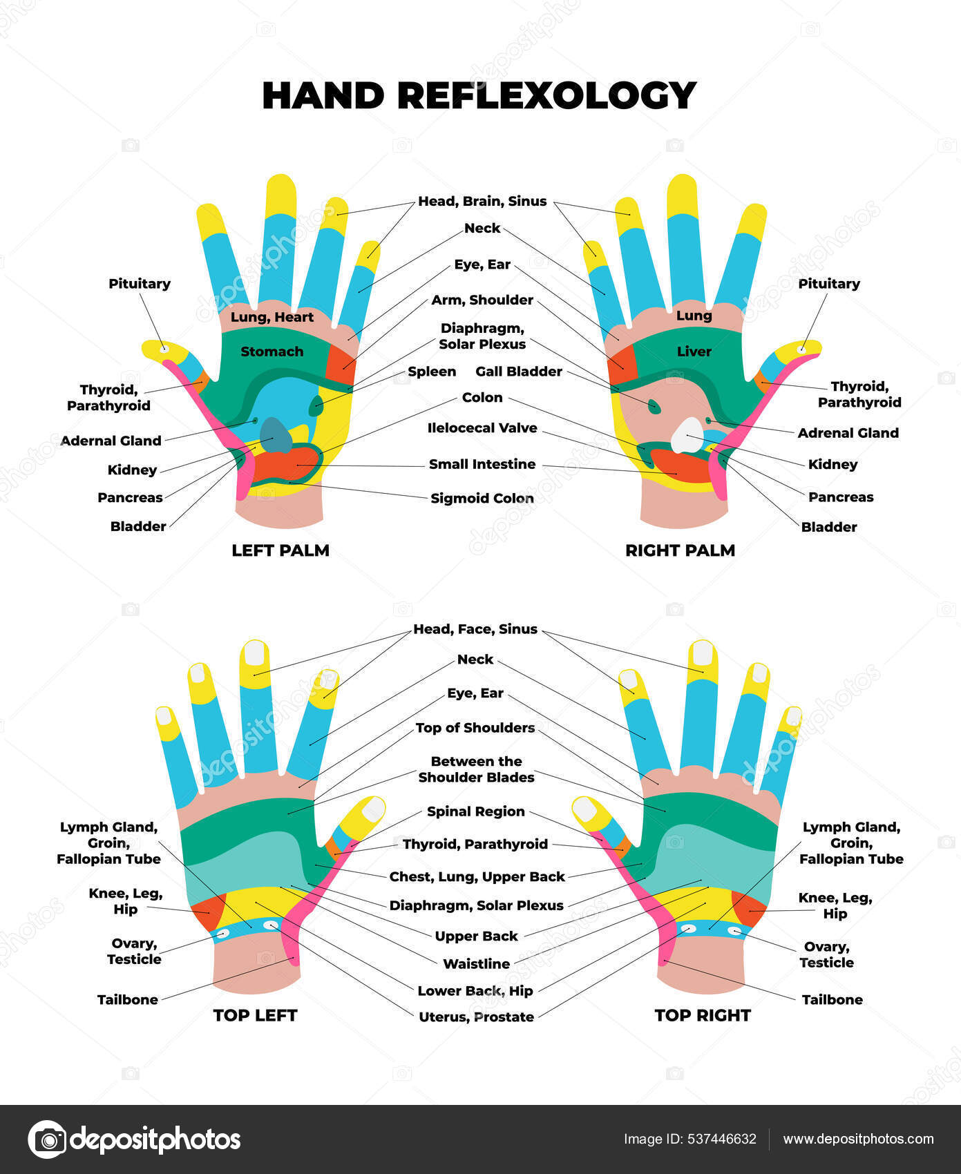 Left and right palm and top dorsal hand reflexology chart with accurate ...
