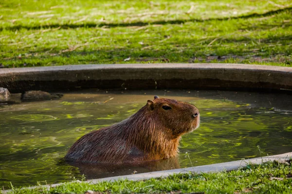 Capybara hot spring Stock Photos, Royalty Free Capybara hot spring ...