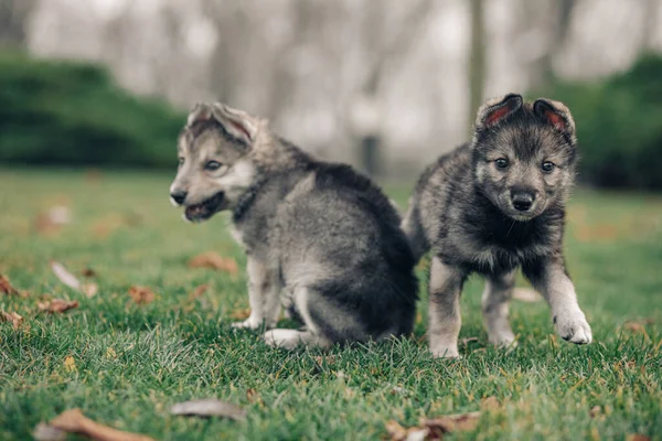 Fotos de Baby wolves, Imagens de Baby wolves sem royalties | Depositphotos