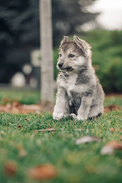 Small wolf-like puppy is sitting on the green grass on the lawn ...