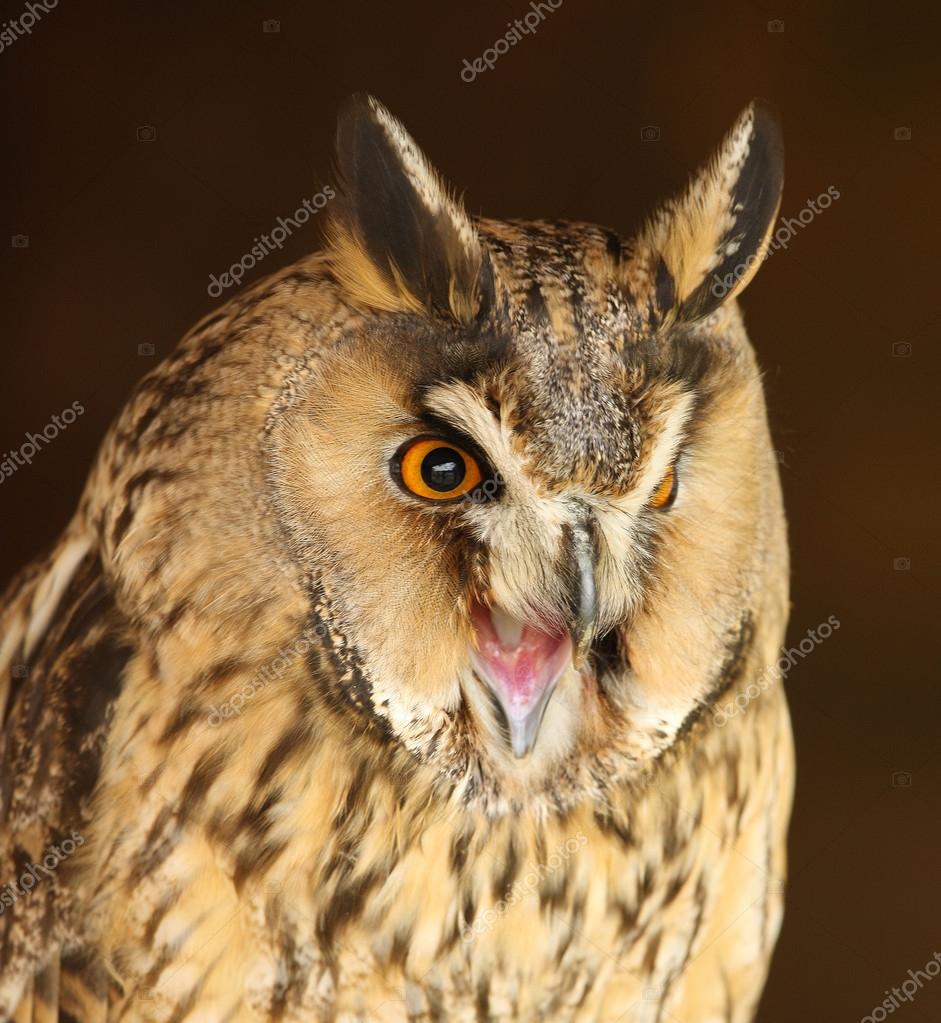 Búho de orejas largas 2024