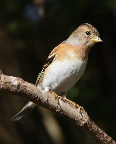 Brambling Pictures, Brambling Stock Photos & Images | Depositphotos®