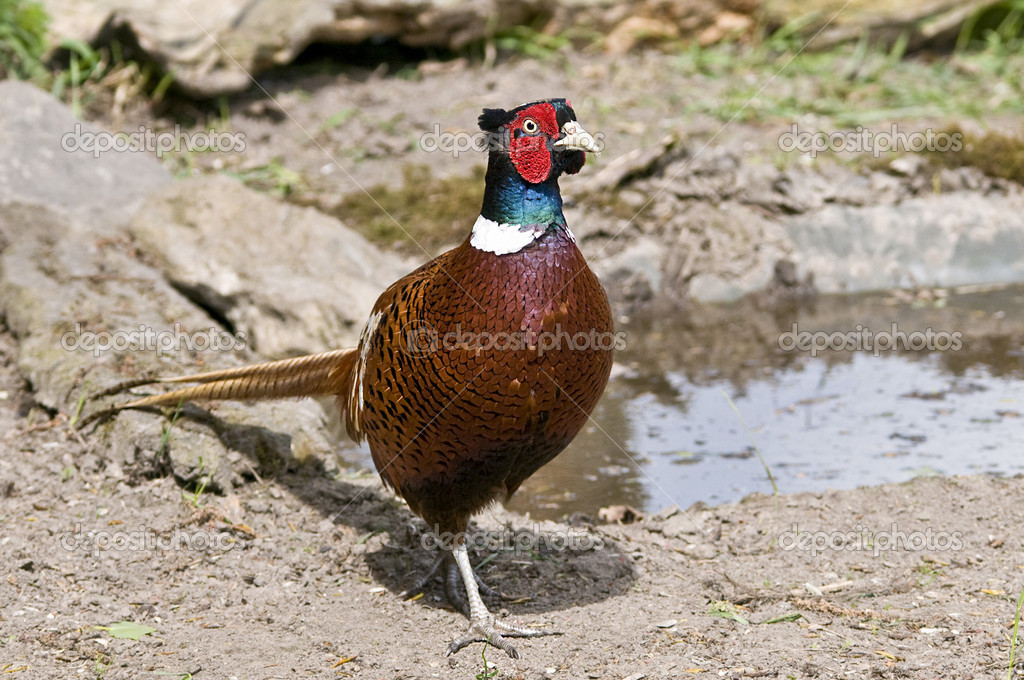 Pájaro común Faisán hembra, gallinas que nos gusta cazar. 2024