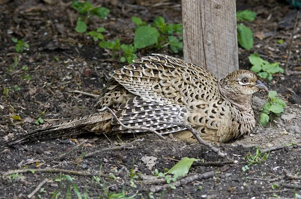 Bird Common Pheasant female, hens which we like to hunt. — Stock Photo ...