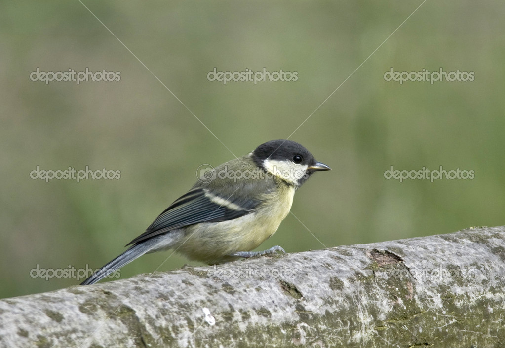 Bird Great Tit a sharp, green bird with black head and white cheeks ...