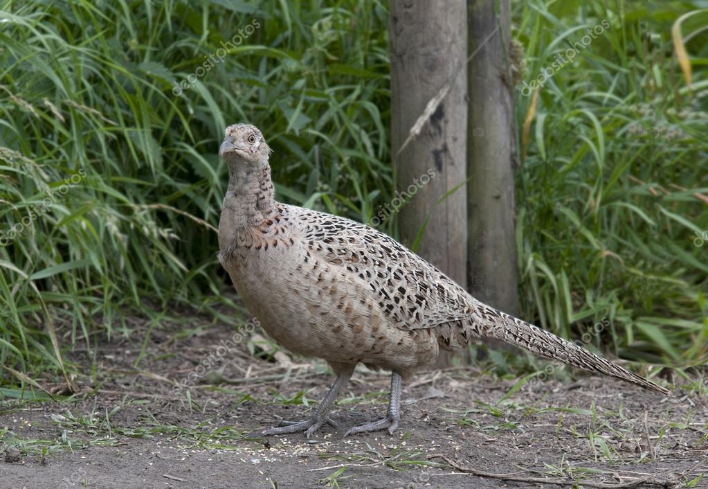 Bird Common Pheasant female, hens which we like to hunt. — Stock Photo ...