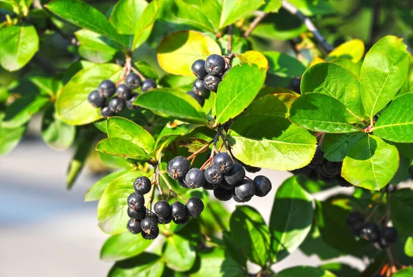 Black Ashberry Aronia Melanocarpa Tree Ripe Berry — Stock Photo © unkas ...