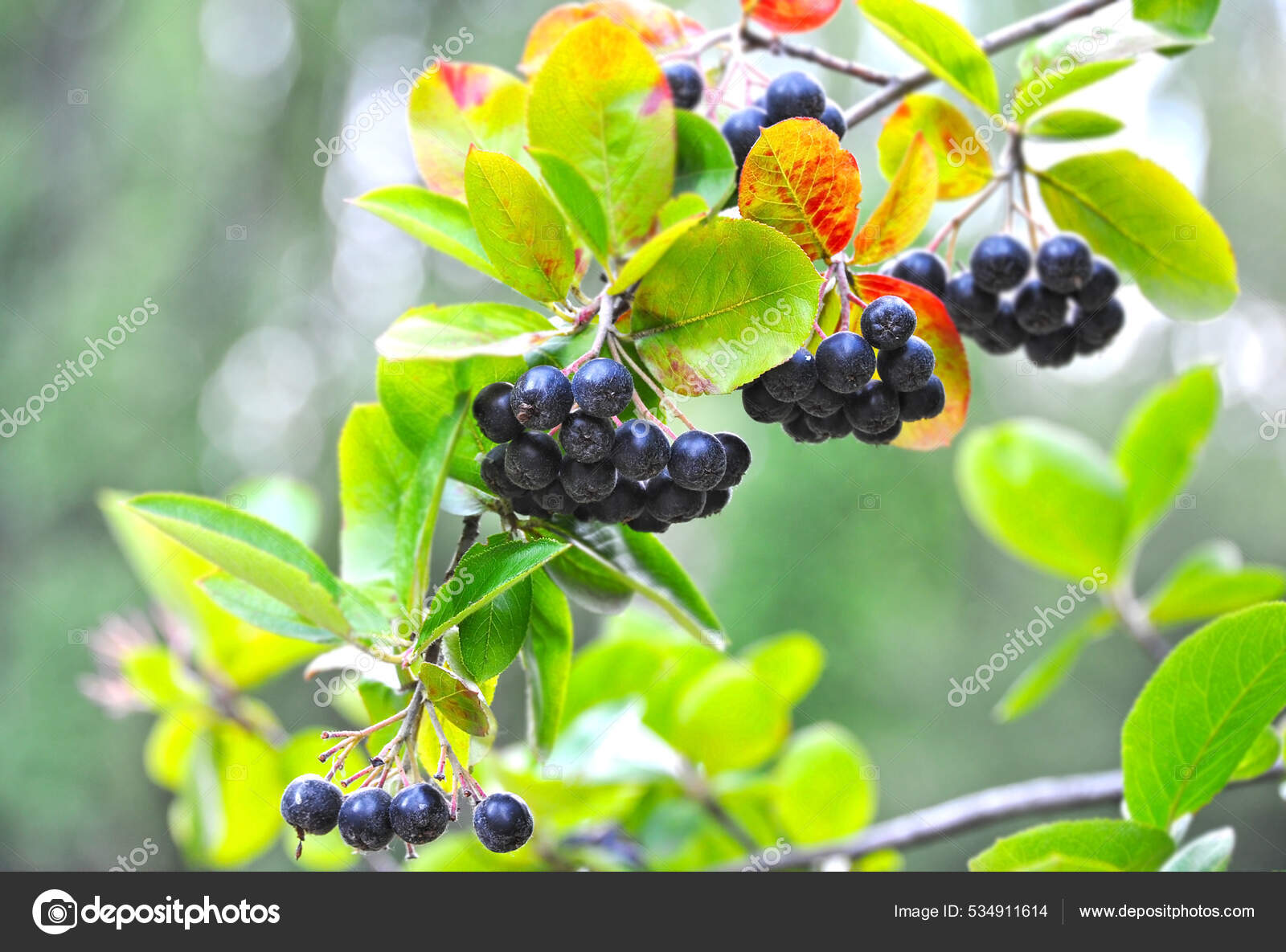 Black Ashberry Aronia Melanocarpa Tree Ripe Berry — Stock Photo © unkas ...