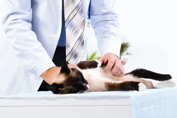 Vet checks the health of a cat - Stock Image - Everypixel