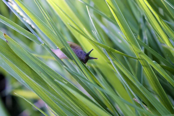 Hay hopper Stock Photos, Royalty Free Hay hopper Images | Depositphotos