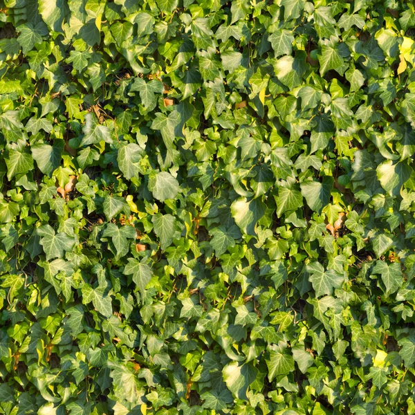Ivy wall Stock Photos, Royalty Free Ivy wall Images | Depositphotos