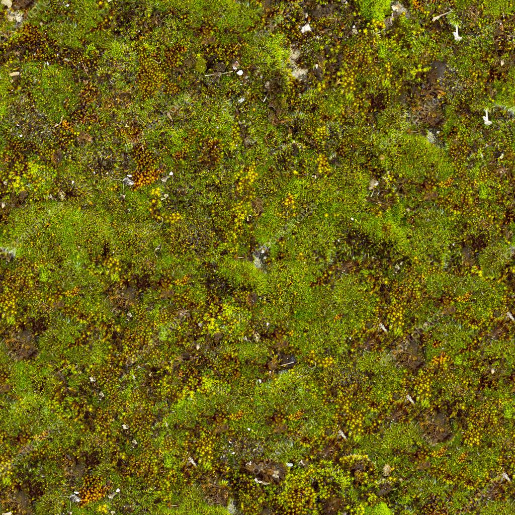 Moss Seamless Texture. — Stock Photo © tashatuvango #22588527