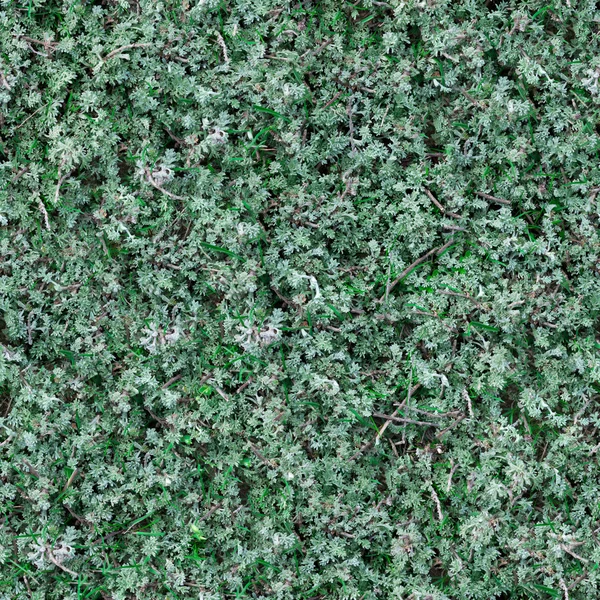 Green Bush. Seamless Texture. Stock Photo by ©tashatuvango 24970517