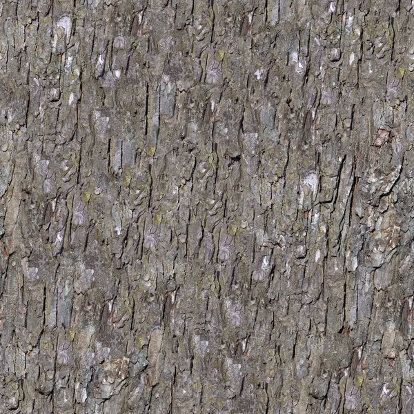 Birch seamless texture Stock Photos, Royalty Free Birch seamless ...