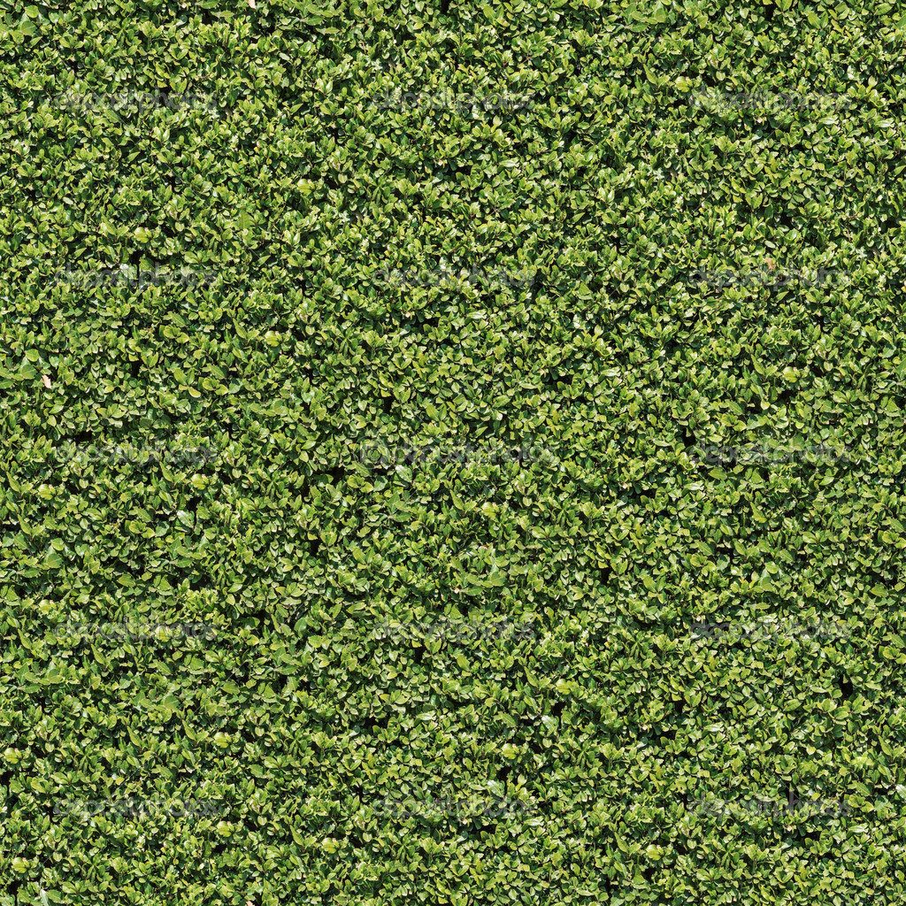 Evergreen Texture Seamless