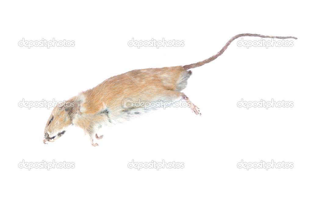 Dead rat Stock Photo by ©arztsamui 42068659