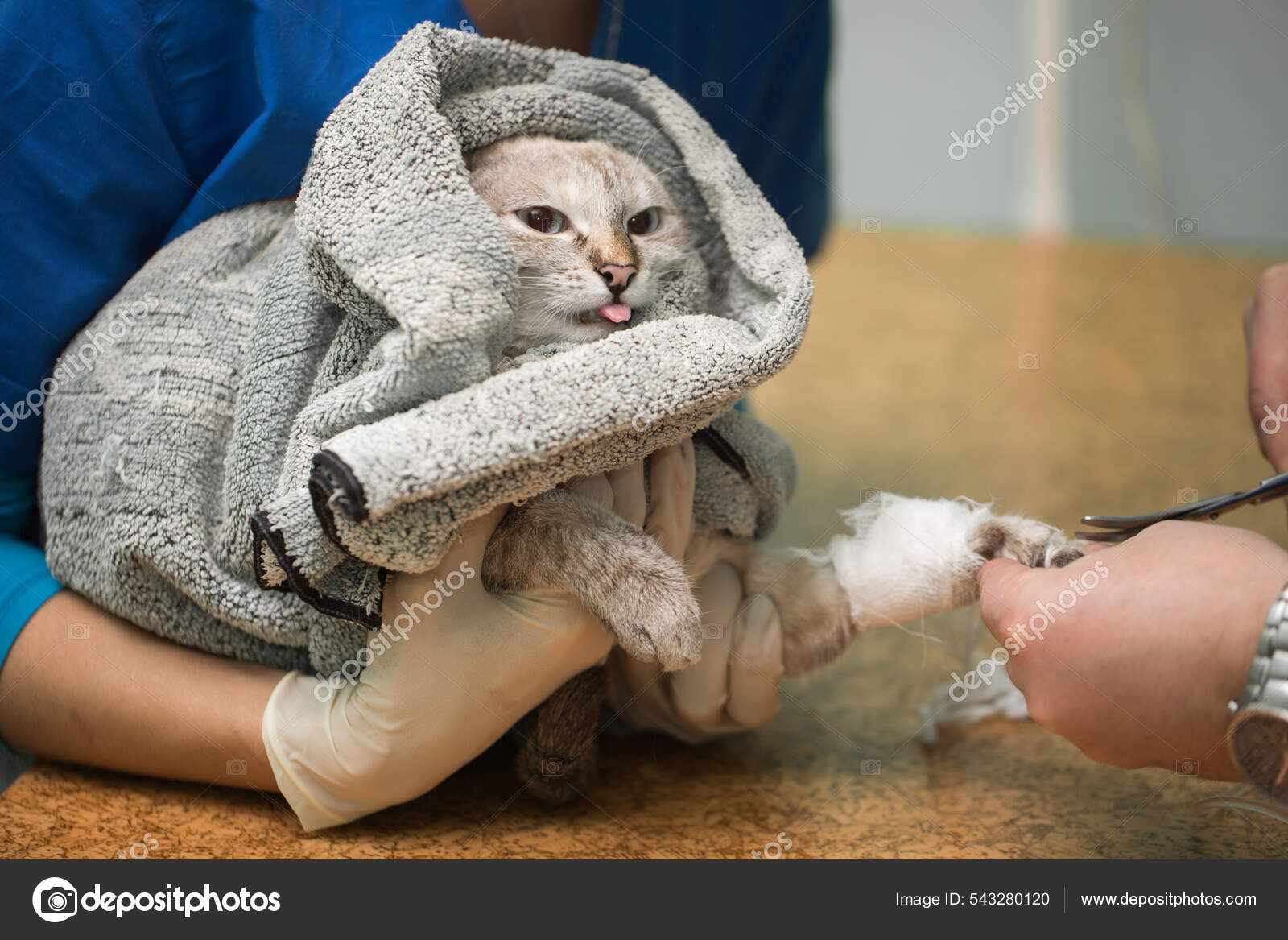 Veterinary placing a catheter via a cat in the clinic. Stock Photo by ...