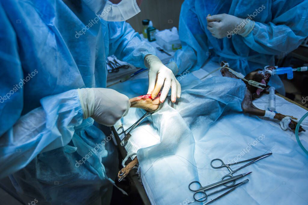 Operaci n patas perro en una cl nica veterinaria 2024