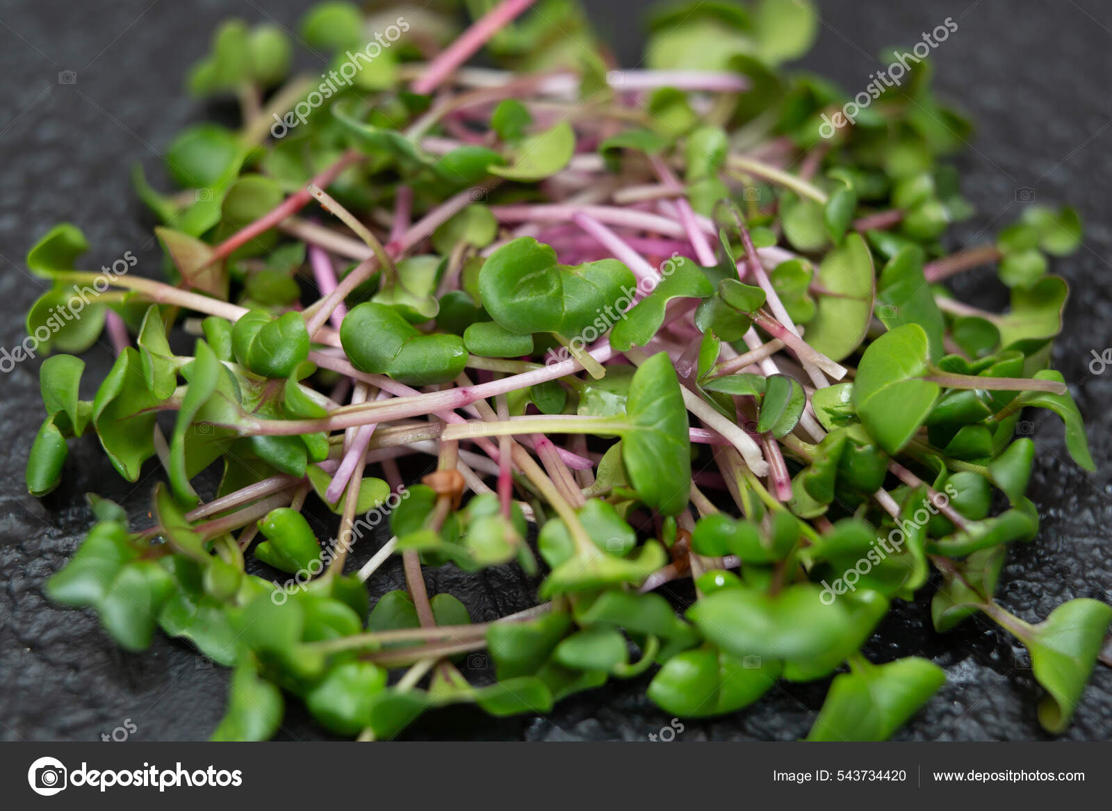 Close-up of micro-green radish plants - green leaves and purple stems ...