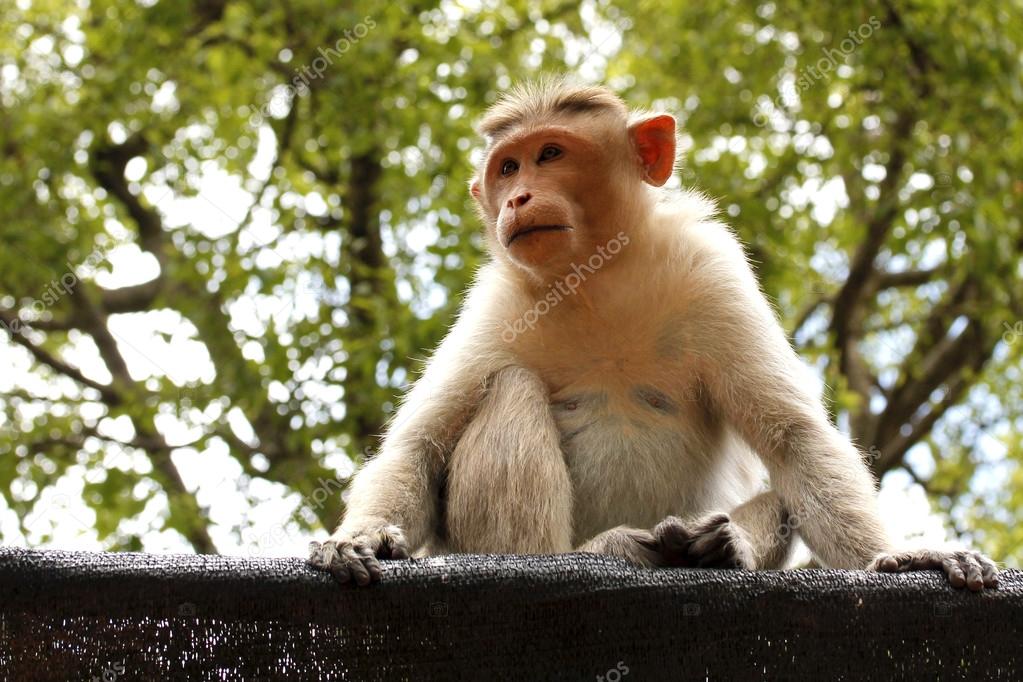 Images Of Indian Monkeys
