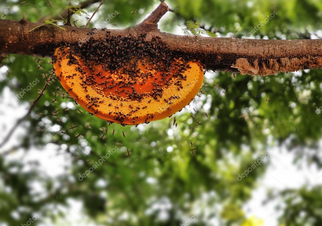 Beautiful honeybee hive being newly built by worker bees — Stock Photo ...