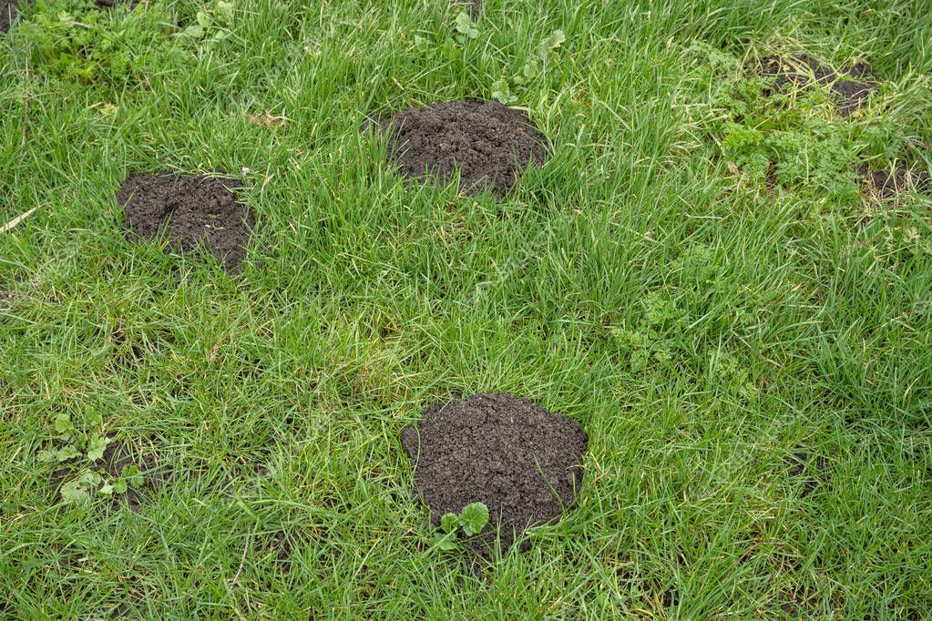 Muchos molehill en el campo del jardín. Campo destruido con hierba. Una ...