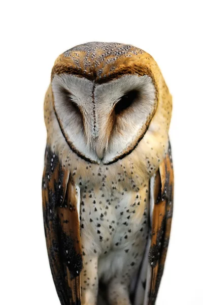 Animal buho Stock Photos, Royalty Free Animal buho Images | Depositphotos