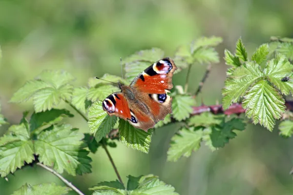 Fauna y flora de polonia Stock Photos, Royalty Free Fauna y flora de ...