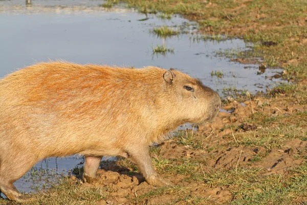 Capybara perú Stock Photos, Royalty Free Capybara perú Images ...