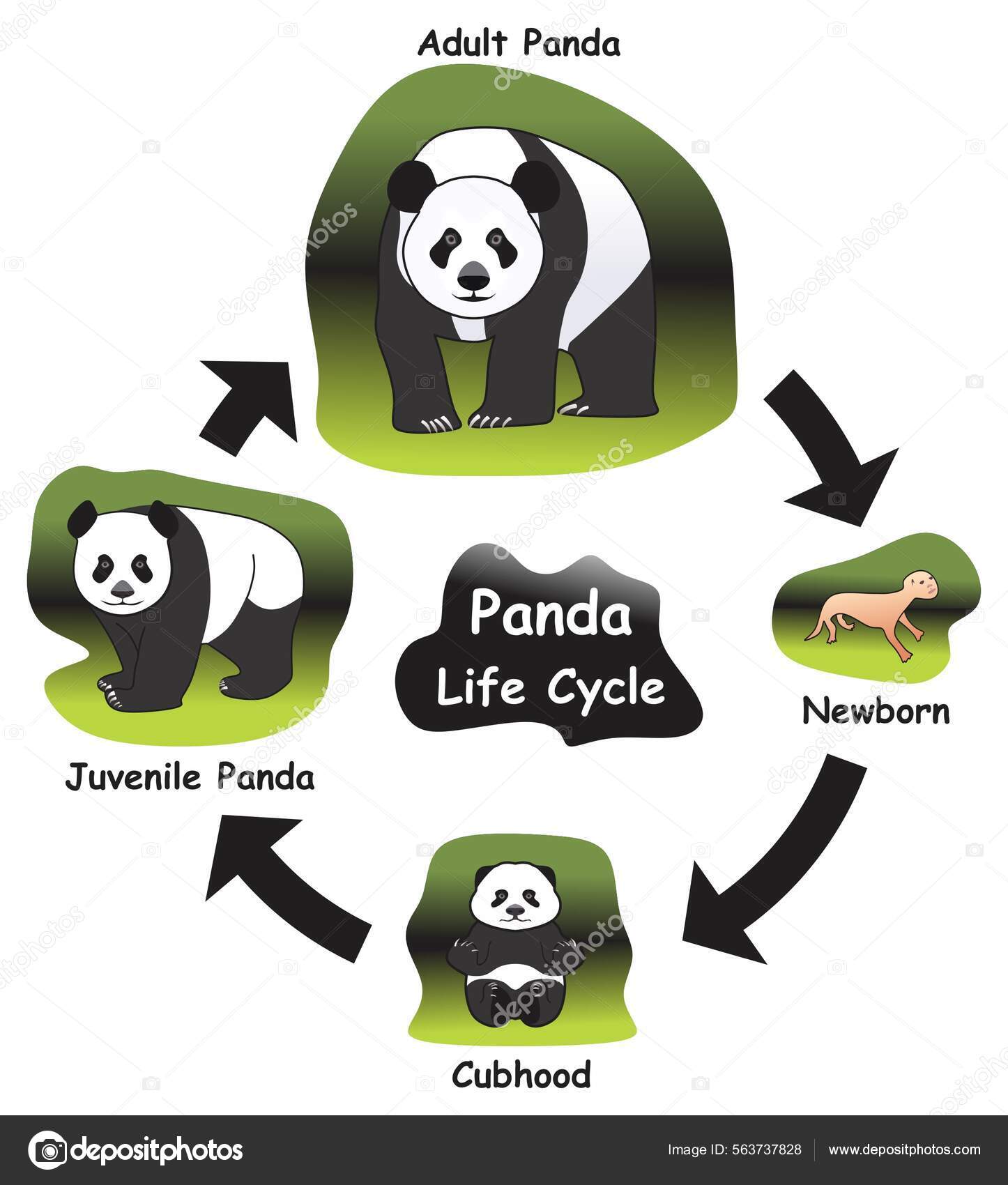 Diagrama Infográfico Ciclo Vida Panda Mostrando Diferentes Fases ...