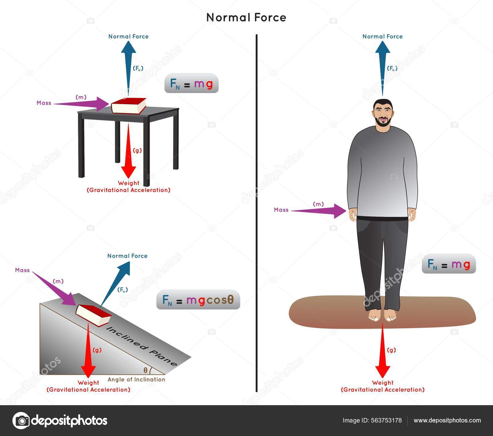 Infografía Fuerza Normal Diagrama Con Ejemplo Libro Sobre Mesa Sobre ...