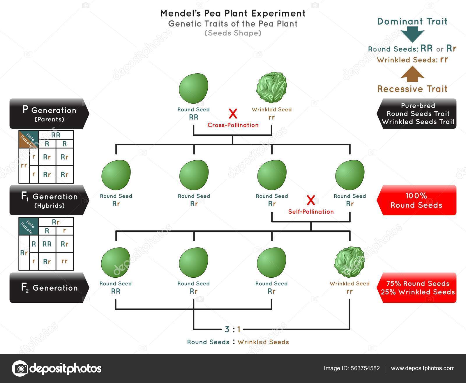 Hybrid Genetics Example