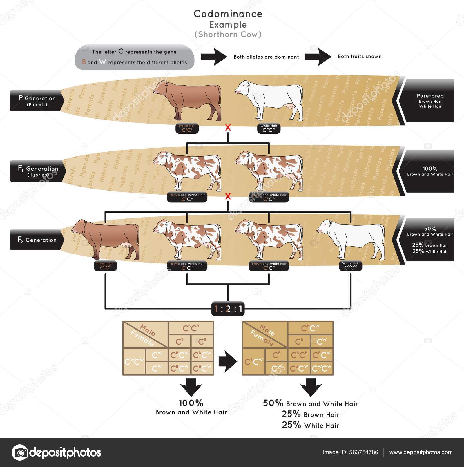 Codominância Infográfico Diagrama Exemplo Shorthorn Vaca Representam ...