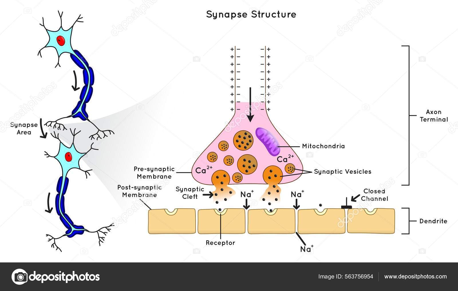 Estrutura Sinapse Diagrama Infográfico Permite Que Neurônio Passe Sinal ...