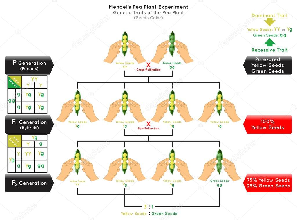 Semillas color Genético Rasgo Guisante Planta Mendel Experimento ...